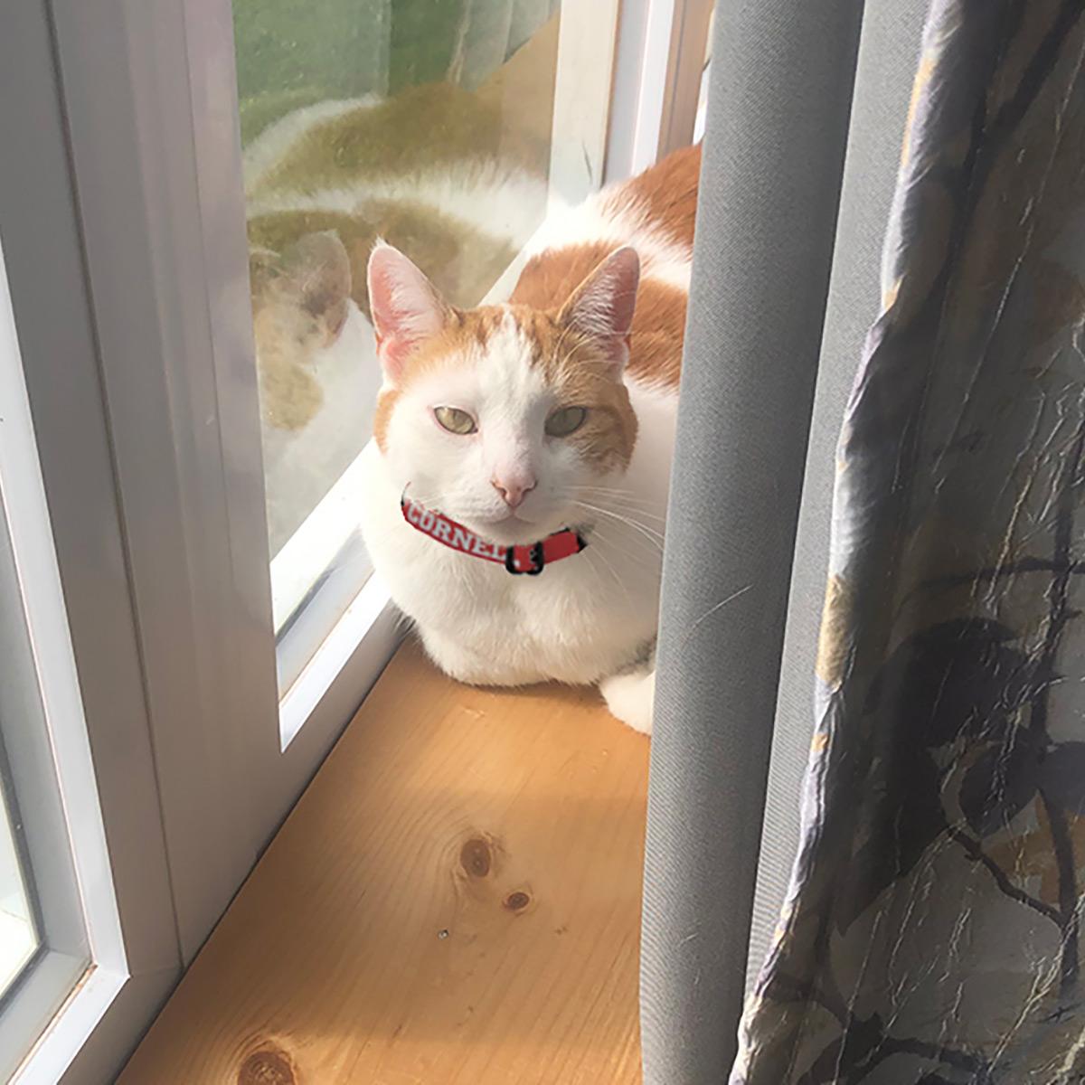 Cornell Deluxe Cat Collar | Pets | Gifts | The Cornell Store